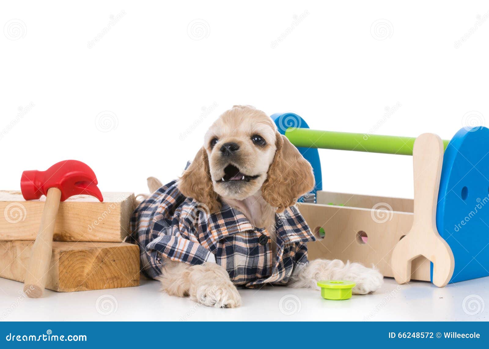 Cute working dog stock photo. Image of cocker, breed - 66248572
