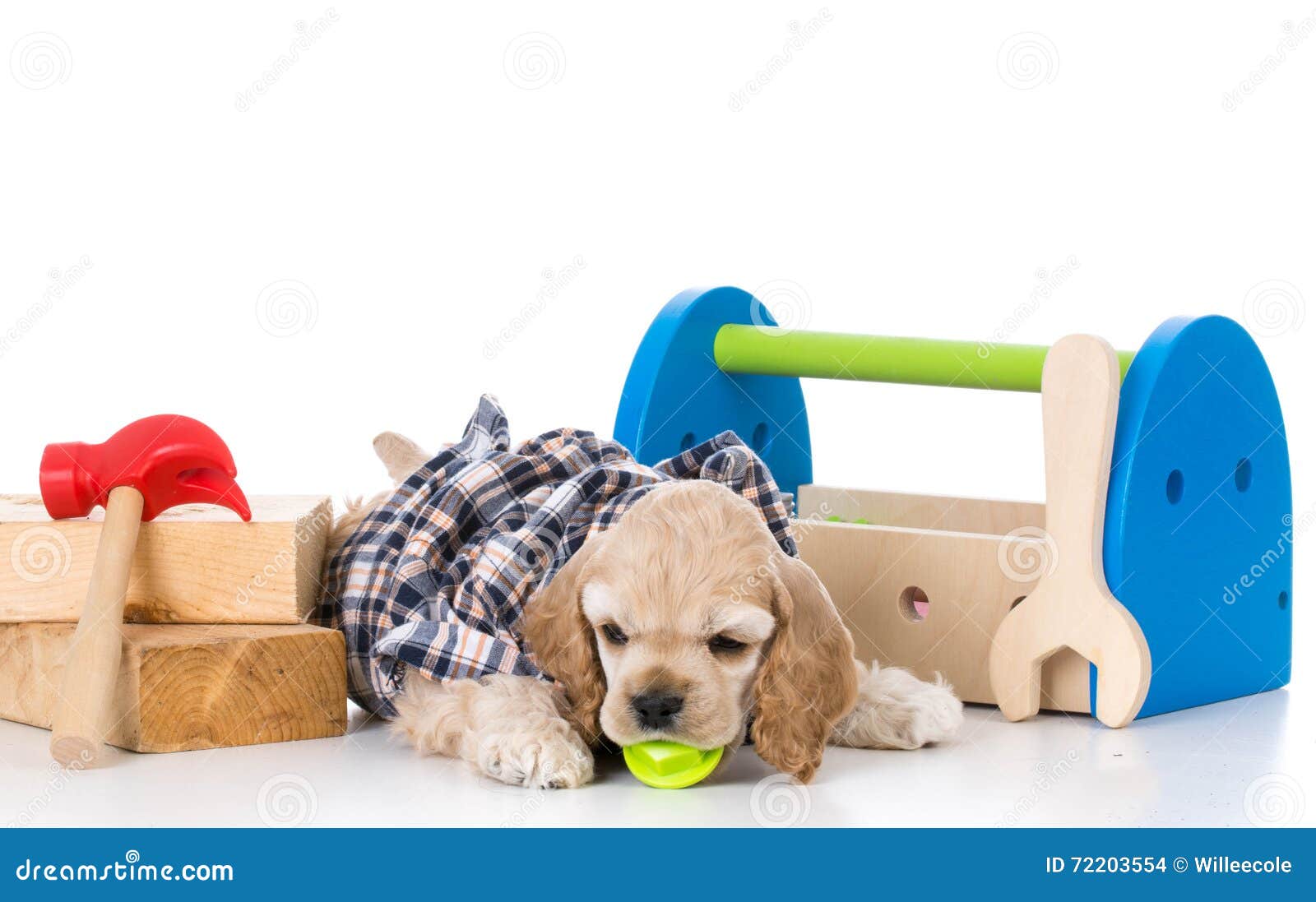Cute working dog stock photo. Image of purebred, adorable - 72203554
