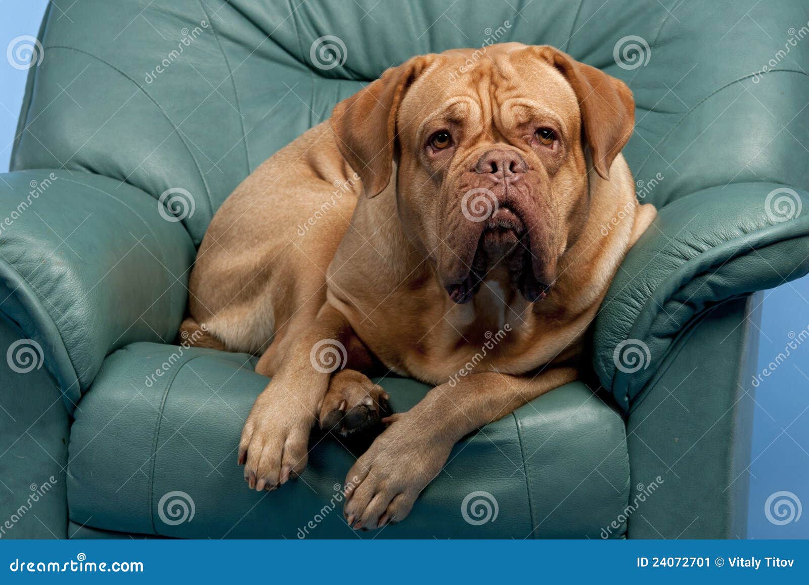 Cute Wrinkled Dog on Arm-chair Stock Image - Image of giant, funny ...