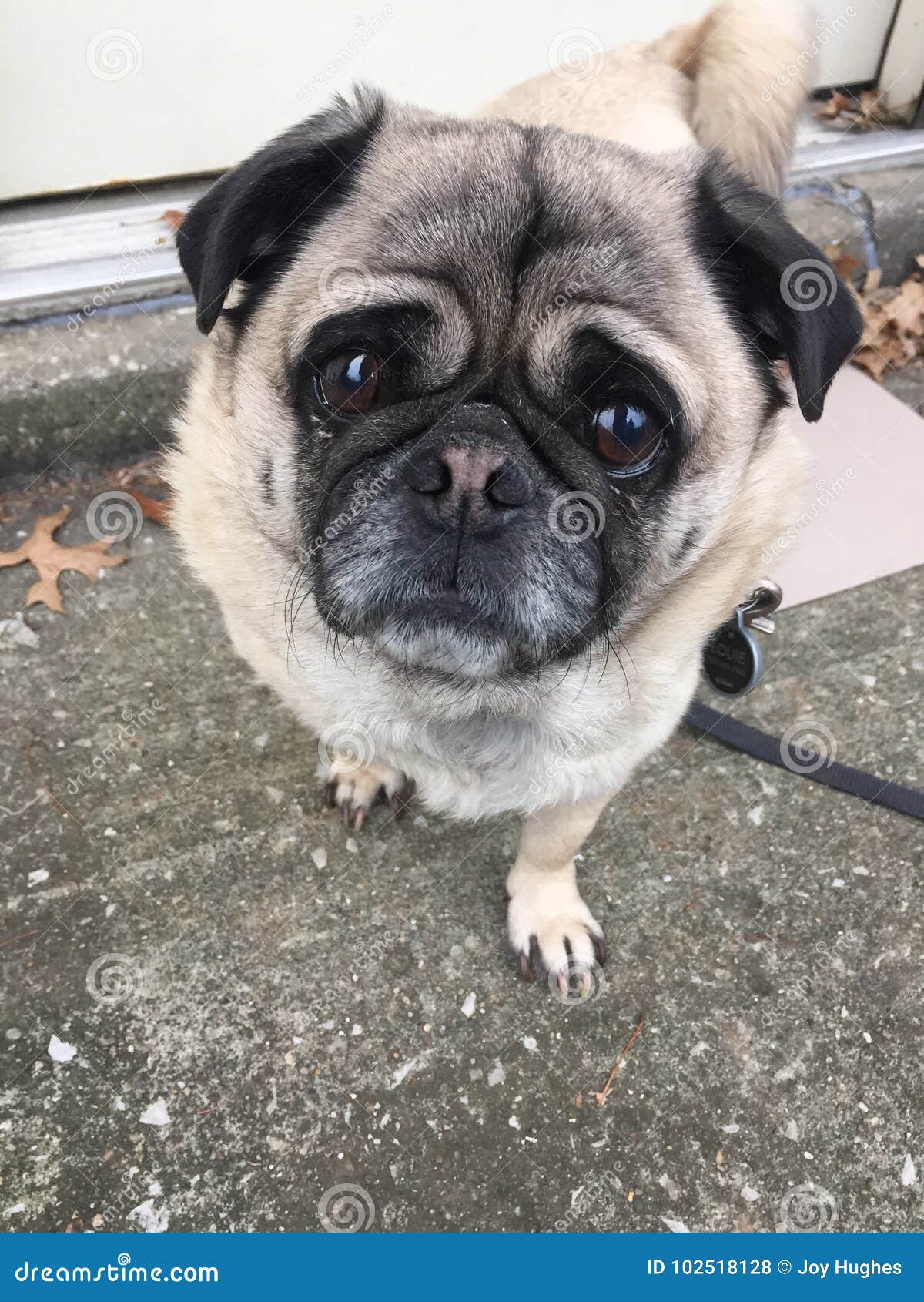 Pug is life stock photo. Image of brown, cute, wrinkled - 102518128