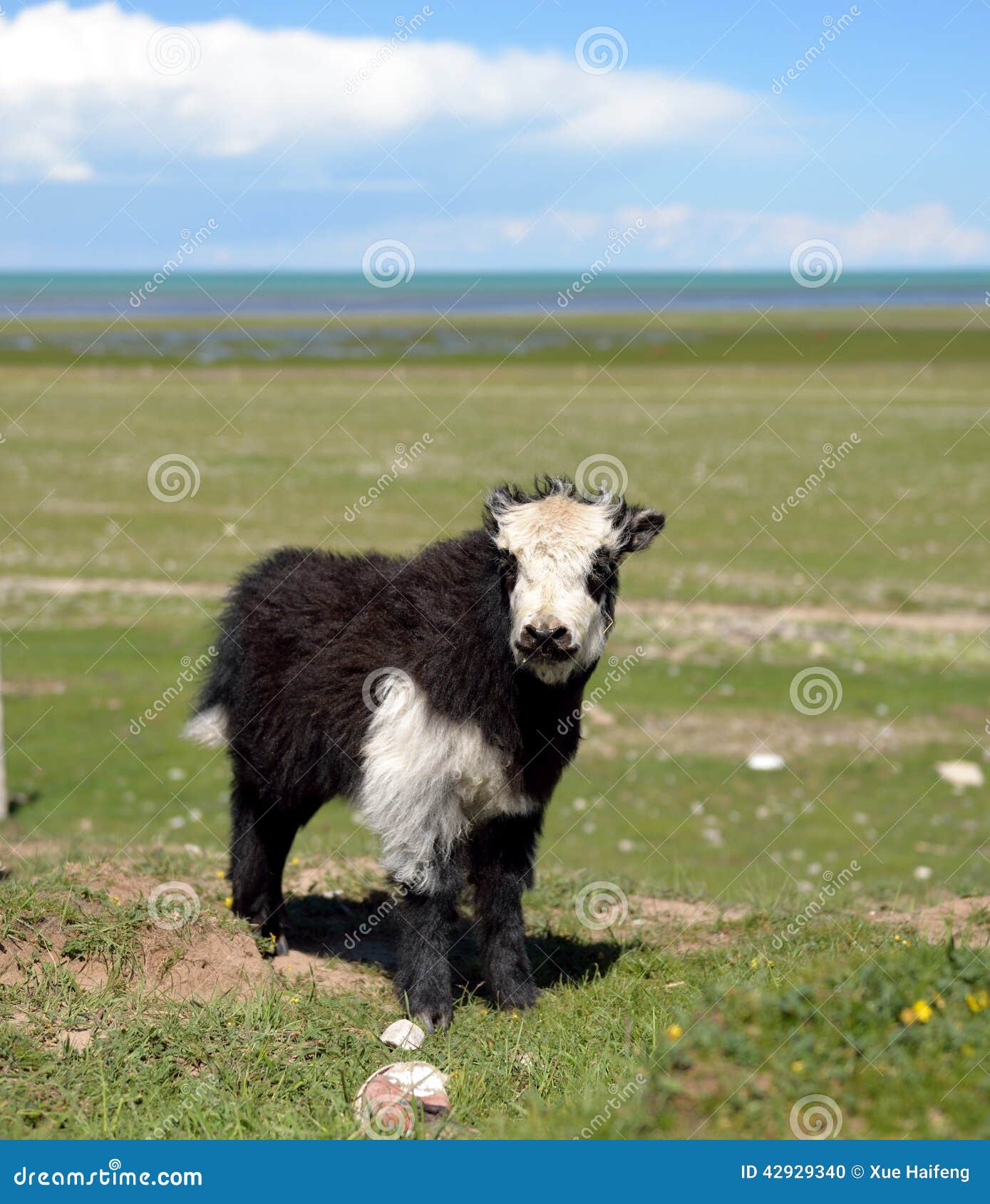Cute yak stock photo. Image of hill, province, china - 42929340