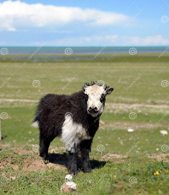 Cute yak stock photo. Image of hill, province, china - 42929340