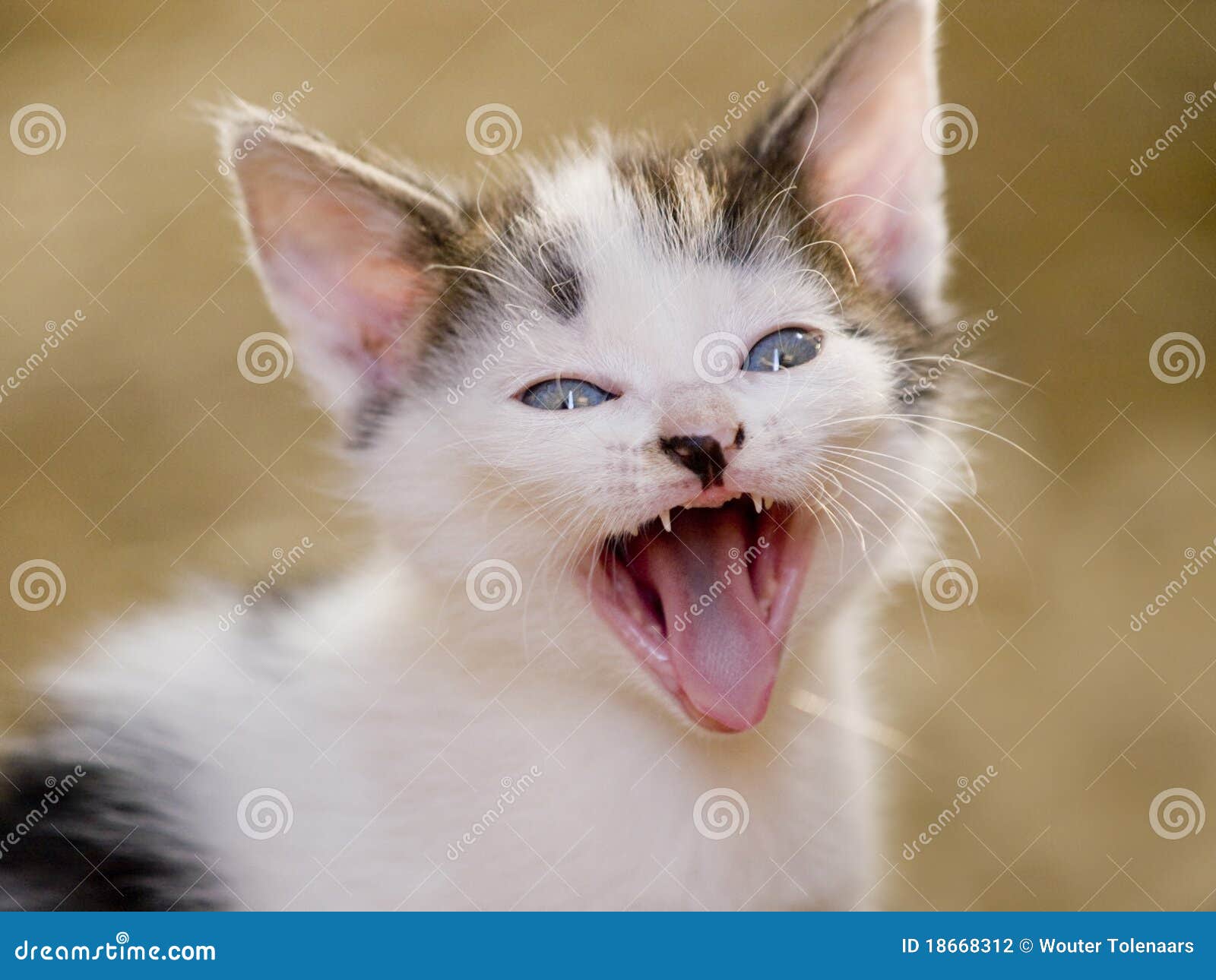 Cute yawning kitten stock photo. Image of look, fangs - 18668312