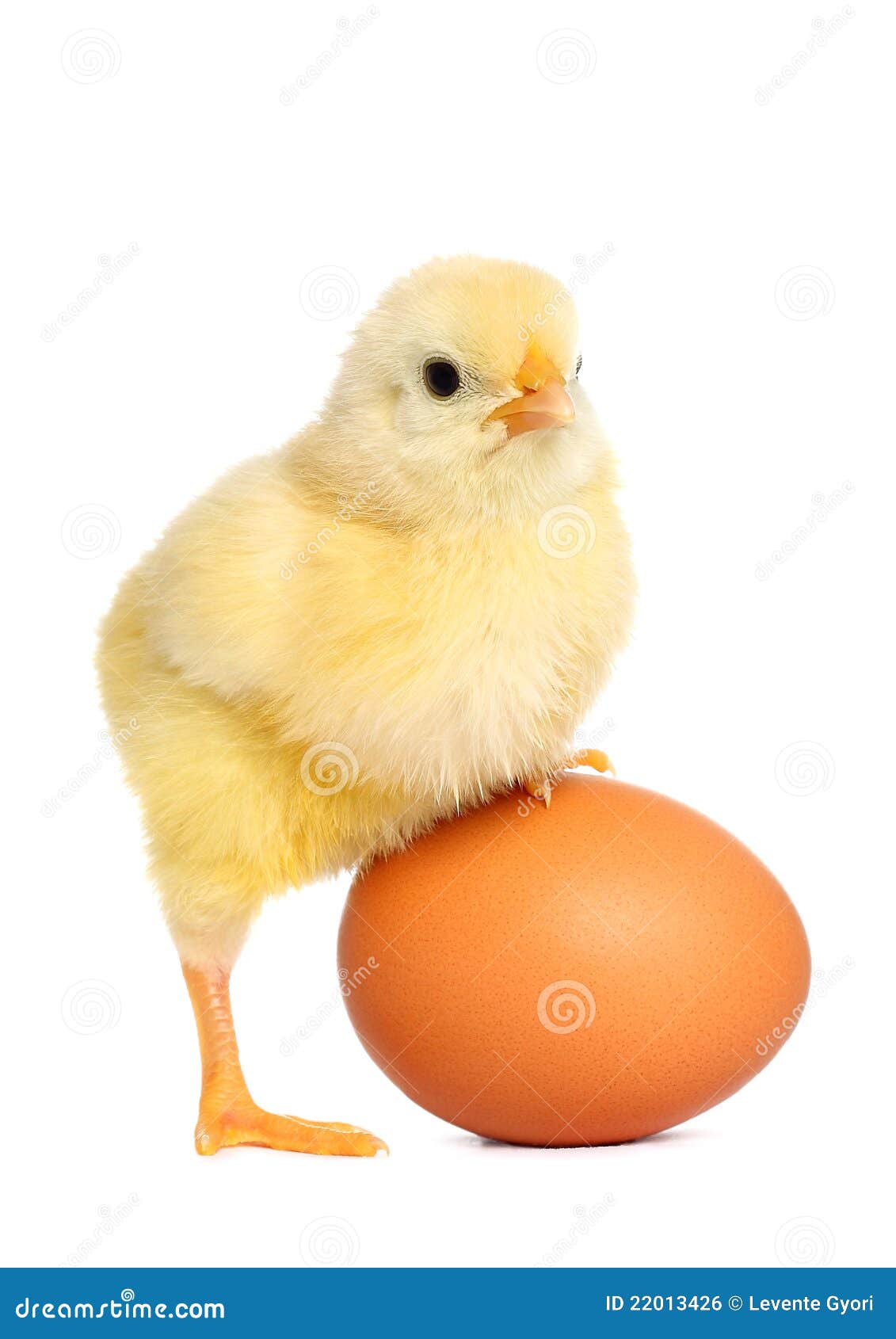 Cute yellow baby chick stock photo. Image of babe, adorable - 22013426
