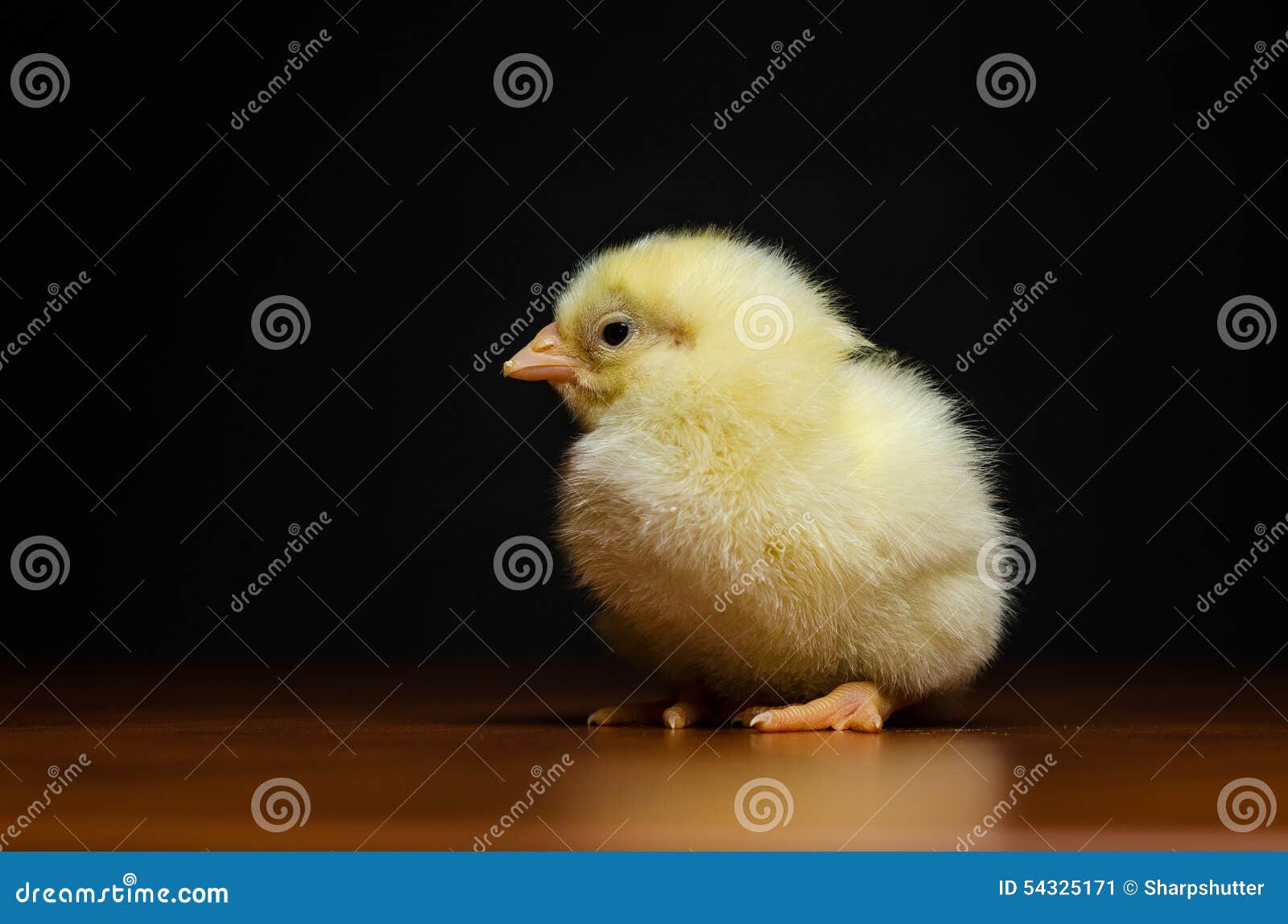 Cute yellow baby chick stock image. Image of delicate - 54325171