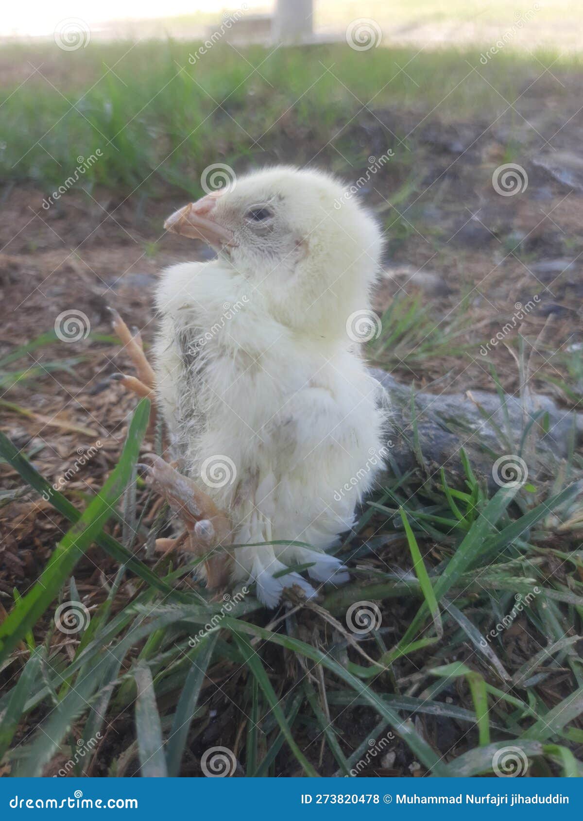 Cute Yellow Baby Chicken Sit Down Stock Photo - Image of sparrow, ducks ...