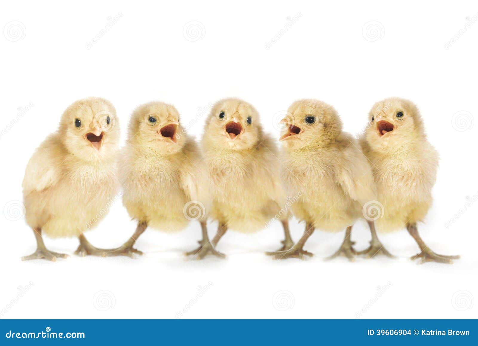 Yellow Baby Chicks Singing Happy Birthday Royalty-Free Stock Image ...