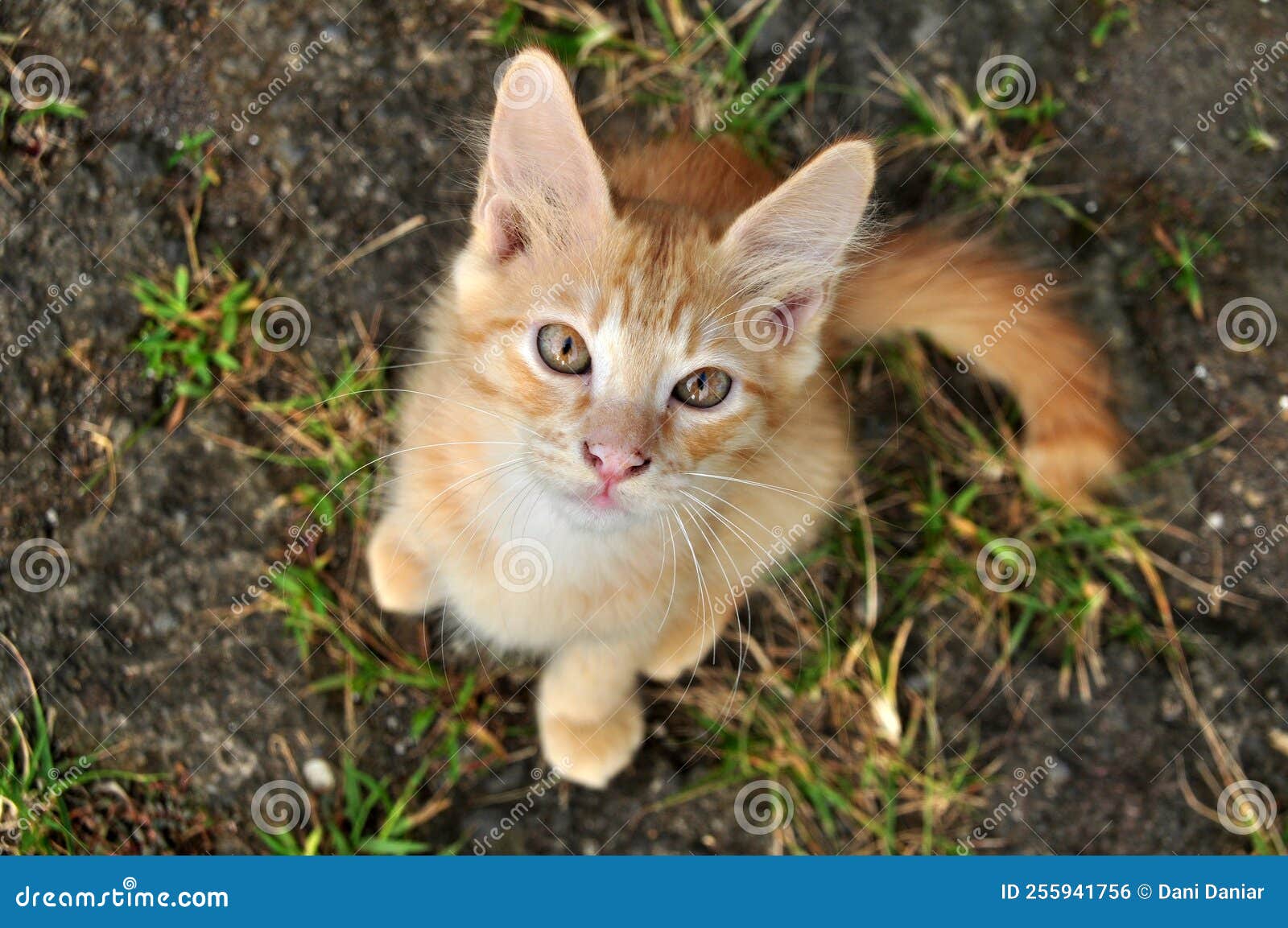 Cute Yellow Cat Kitty Head Eye Closeup Stock Photo - Image of cute ...