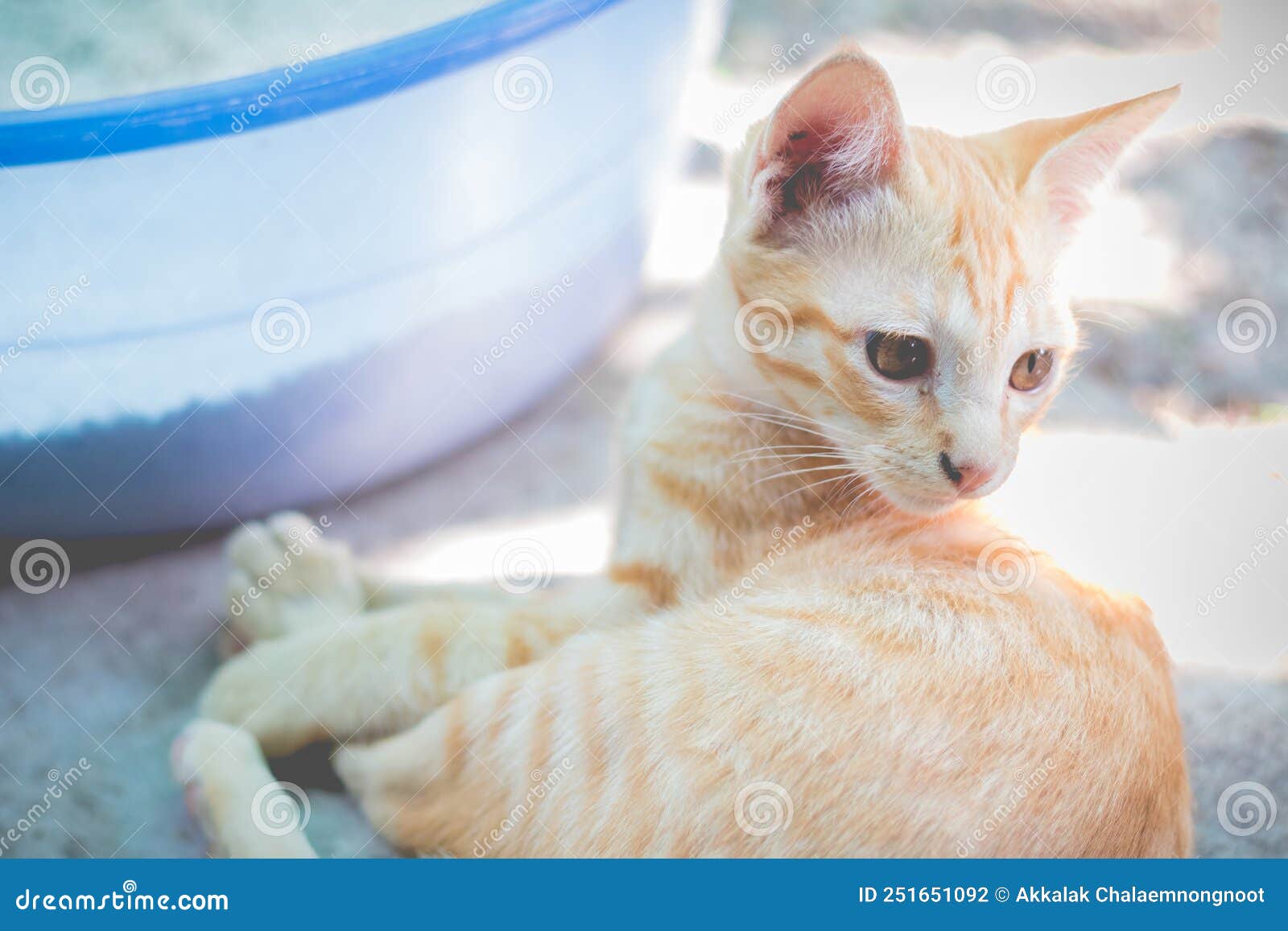 Cute Yellow Cat in the Lazy Time Stock Photo - Image of newspaper ...