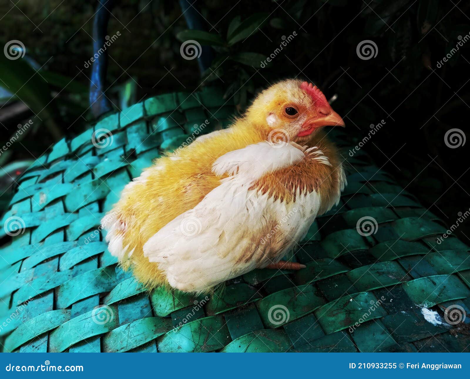 Cute yellow chicks stock image. Image of bird, budgie - 210933255