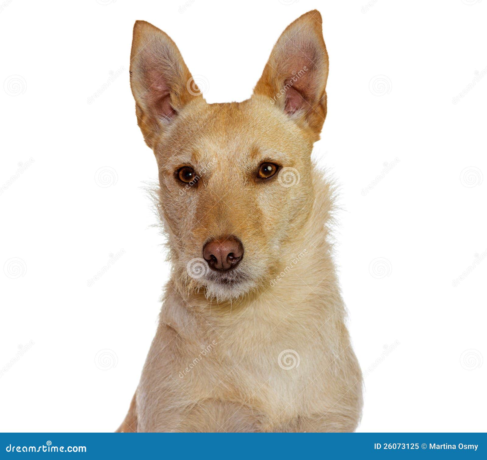 Cute Yellow Dog, Jack Russel Terrier Stock Image - Image of breed ...