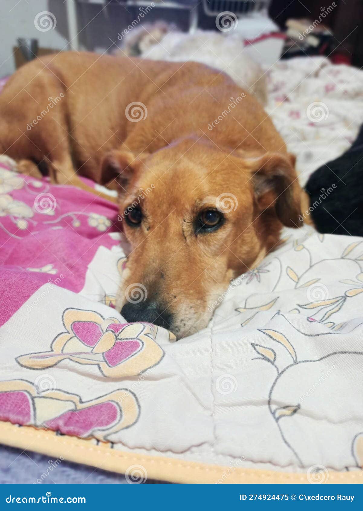 Cute Yellow Dog Lying Down Looking Suspiciously Stock Image - Image of ...