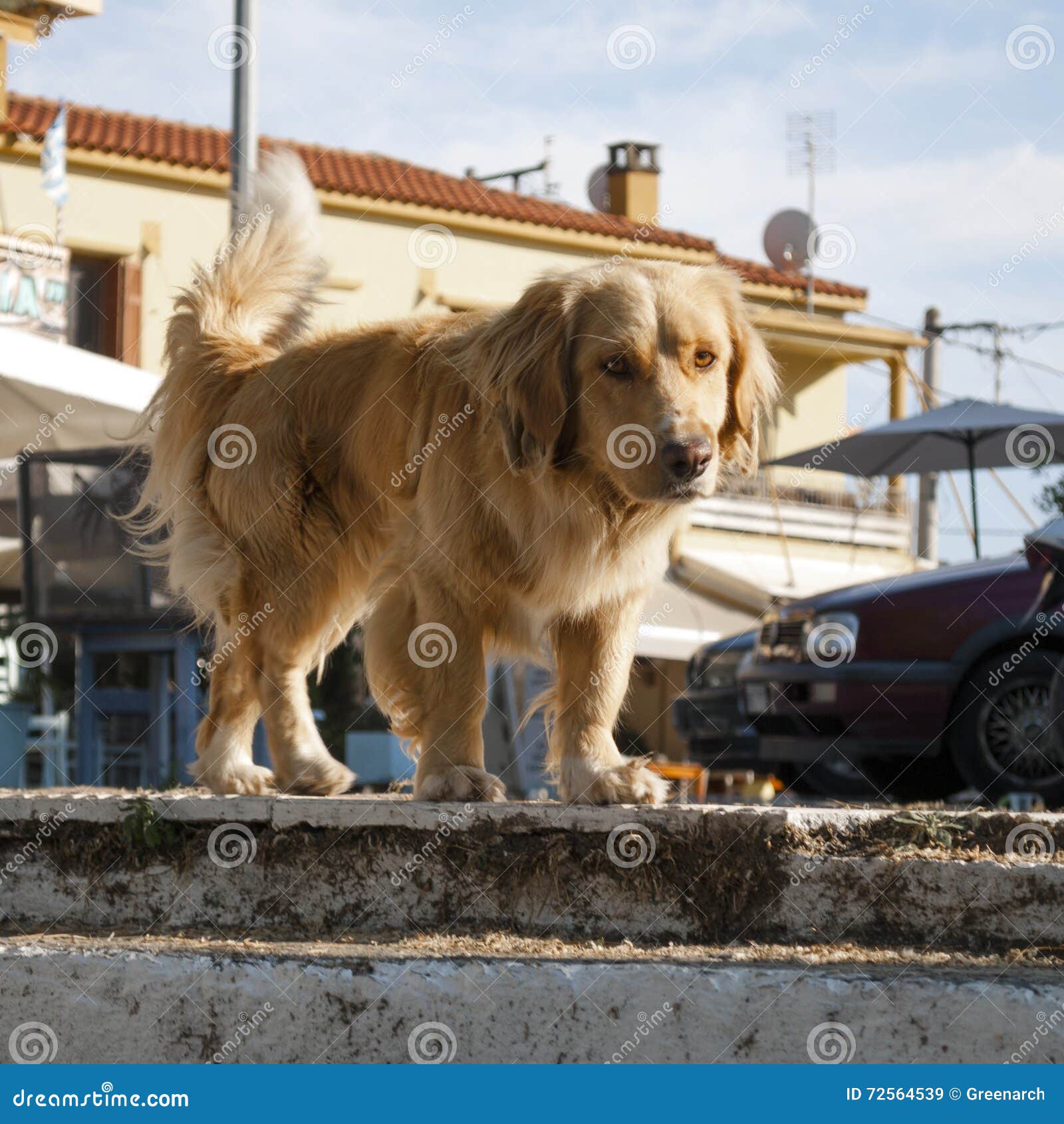 Yellow Dog stock image. Image of yellow, look, environment - 72564539