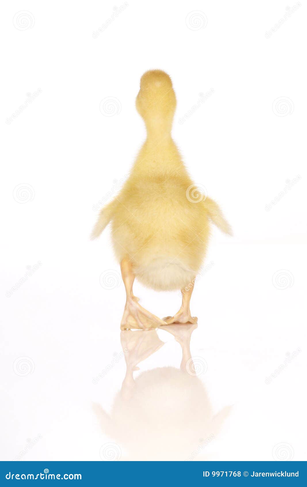 1,268 Duckling Face Photos - Free & Royalty-Free Stock Photos from ...