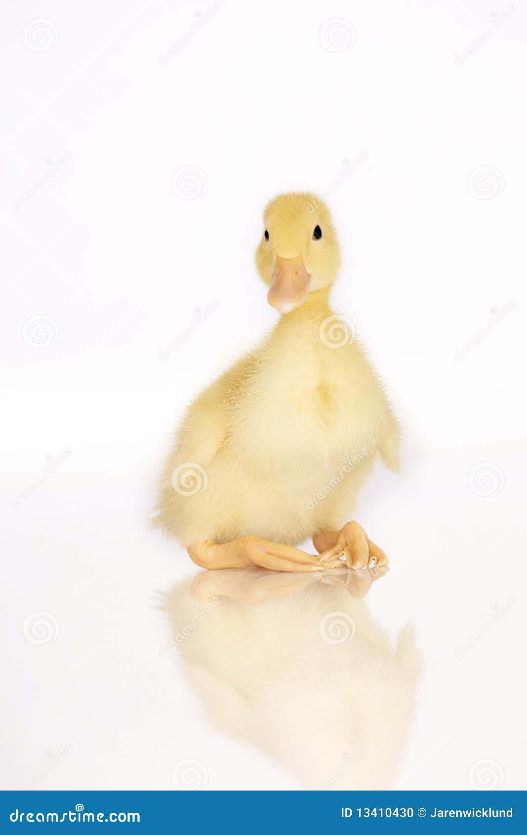 Cute Yellow Duckling Sitting Stock Photo - Image of profile, baby: 13410430