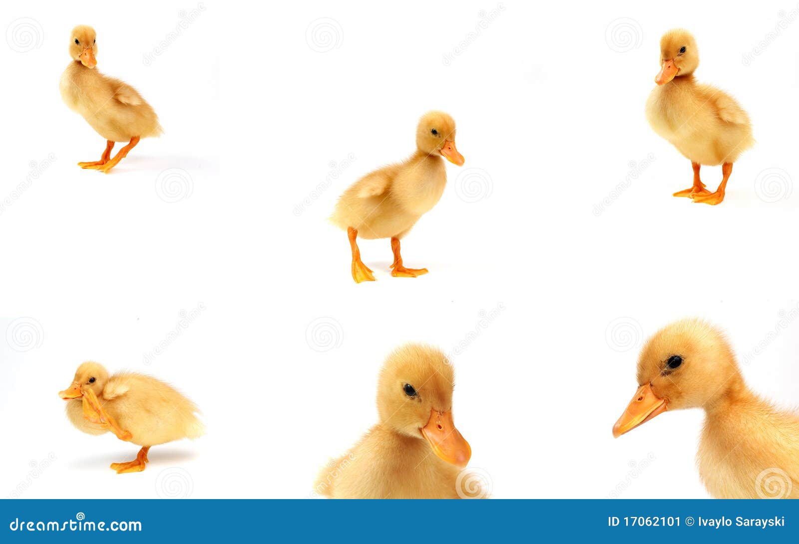 Cute yellow ducks stock image. Image of beak, baby, object - 17062101