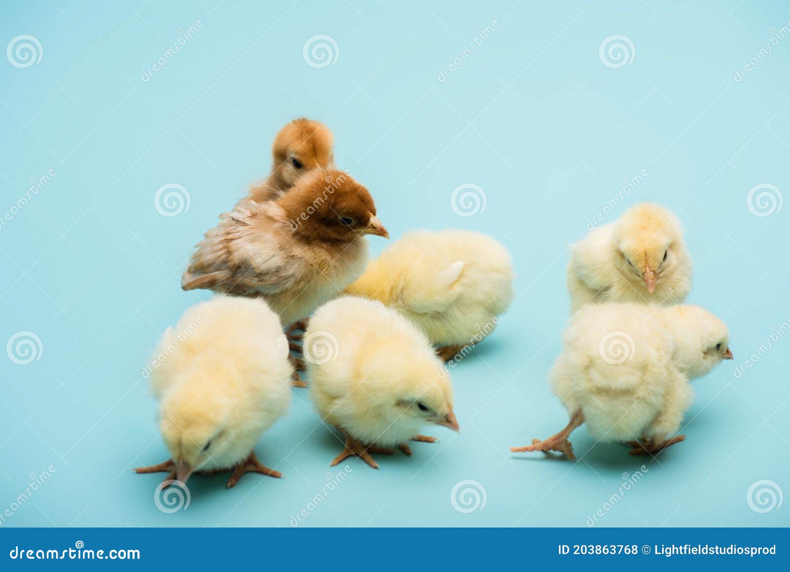 Cute Yellow Fluffy Chicks on Blue Stock Photo - Image of blue, studio ...