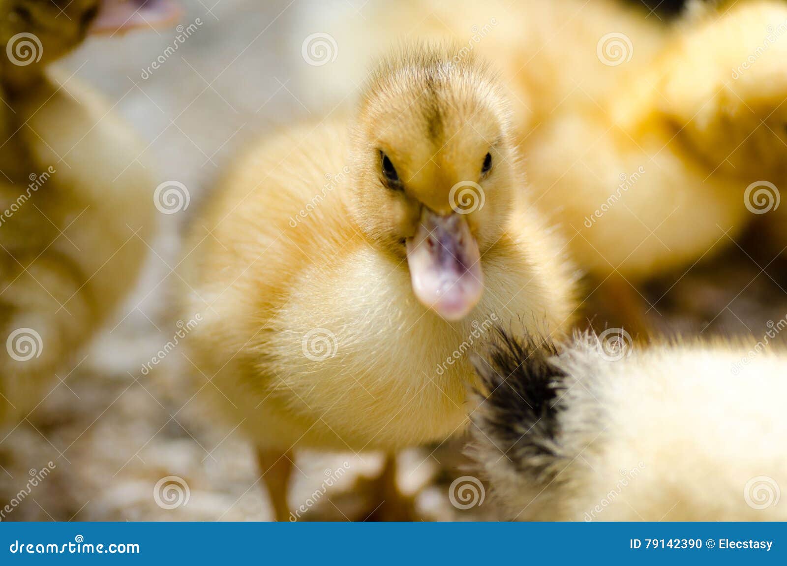 Fluffy Duckling In Grass Royalty-Free Stock Image | CartoonDealer.com ...