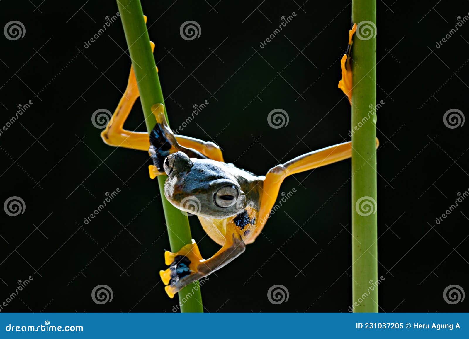 A Cute Yellow Frog is Dancing on a Green Plant Stem Stock Image - Image ...