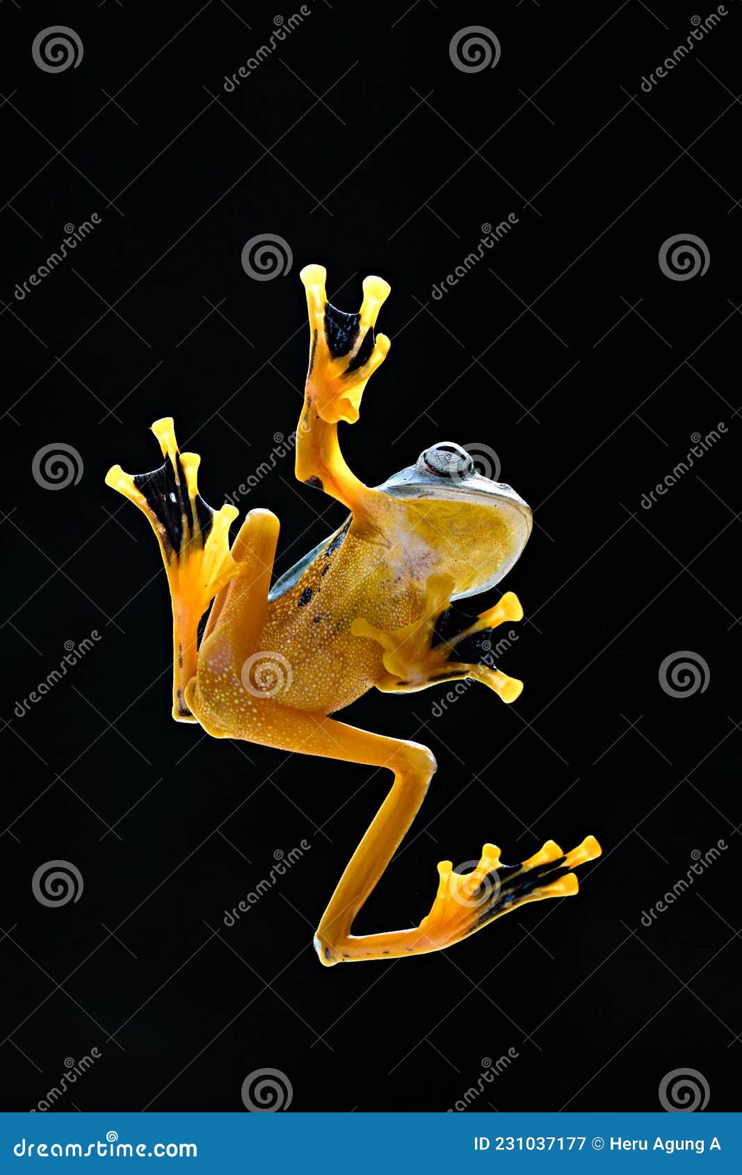 A Cute Yellow Frog in the Garden Stock Image - Image of macro ...