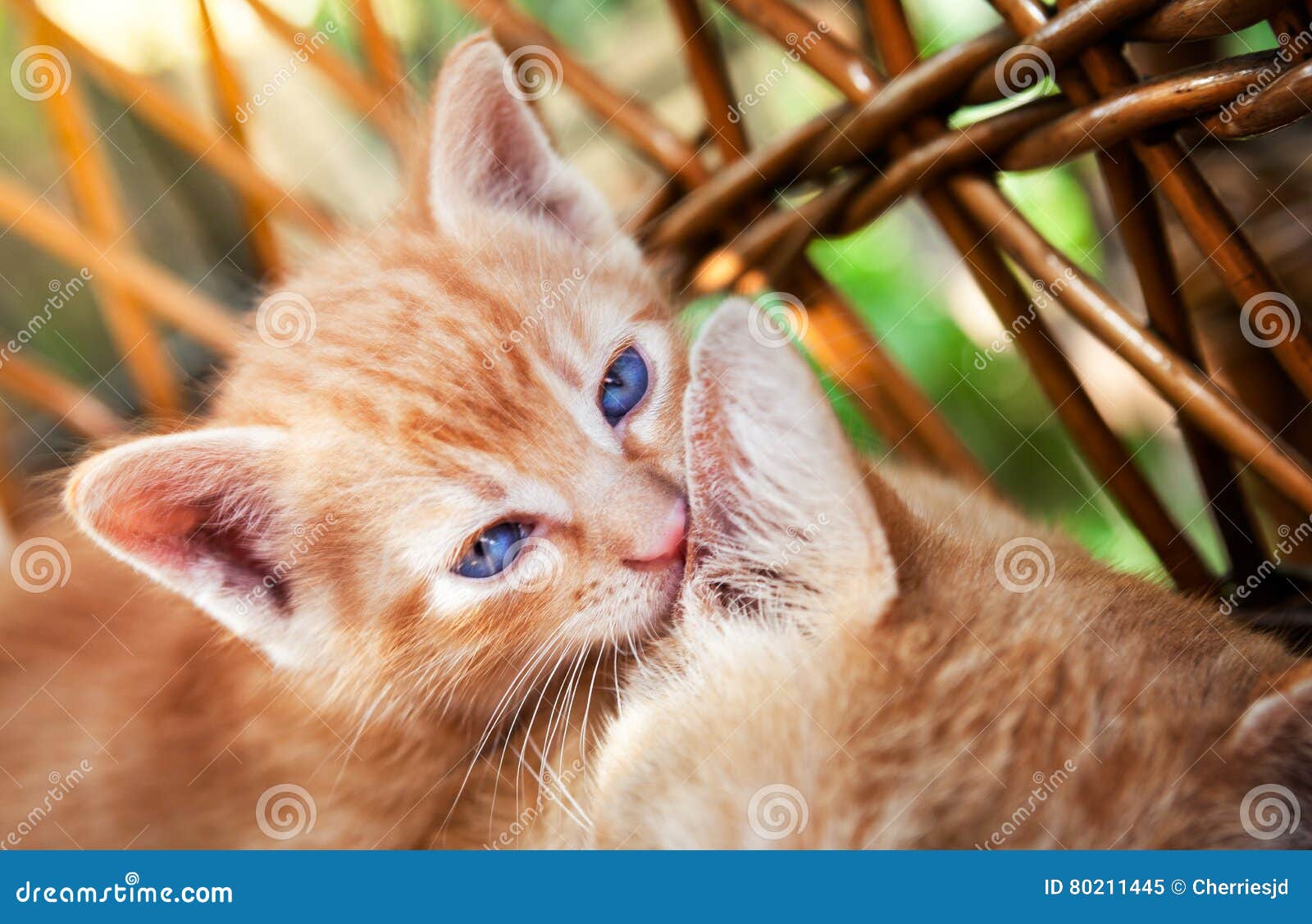 Cute yellow kitten stock image. Image of pose, horizontal - 80211445
