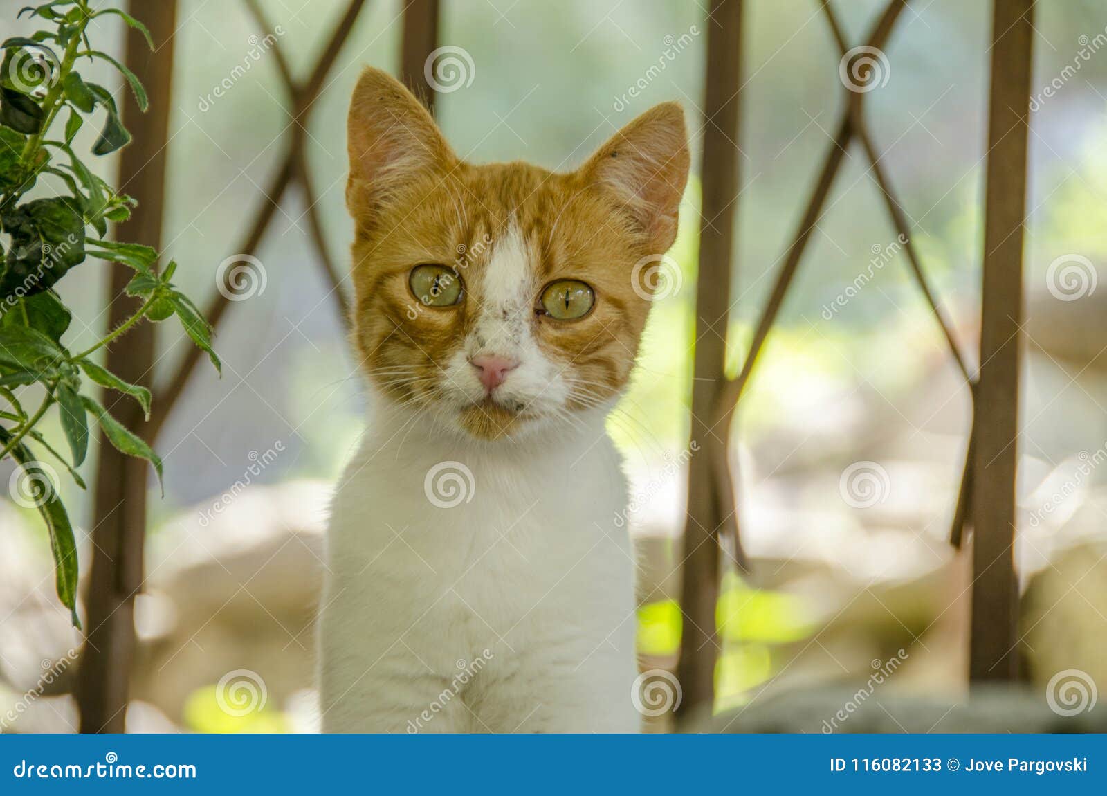 Cute kitten looking stock image. Image of yellow, kitten - 116082133