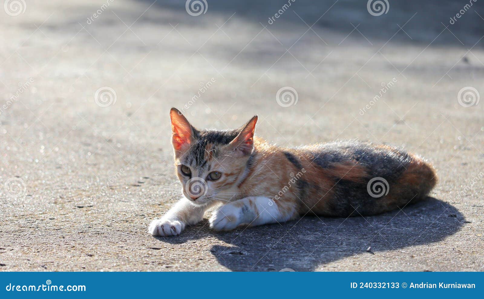 Cute Yellow Kitten by the Street Stock Image - Image of animal, feline ...