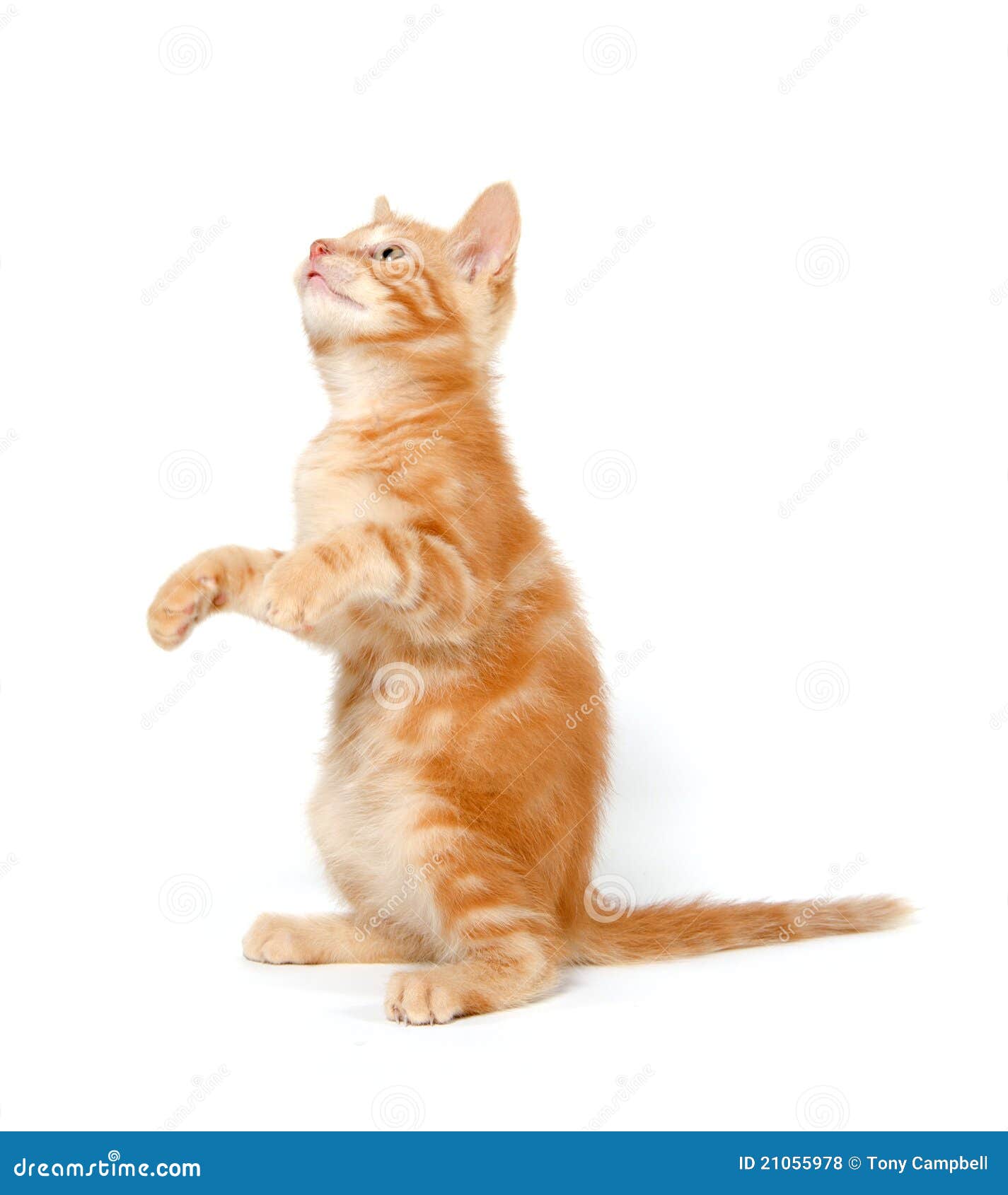 Cute Yellow Kitten on White Stock Photo - Image of kitty, animal: 21055978