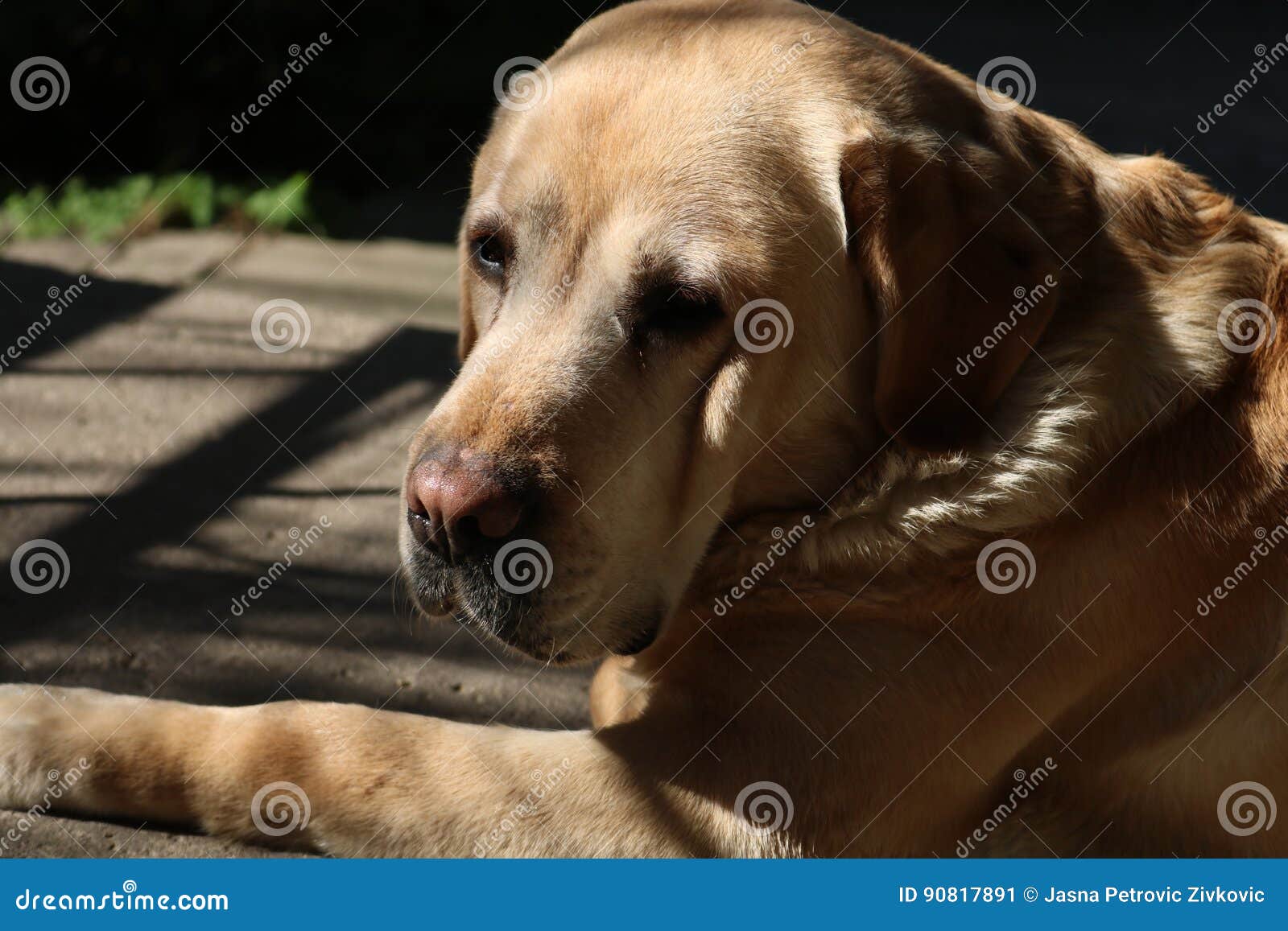 Cute yellow Labrador stock image. Image of lovely, pedigree - 90817891