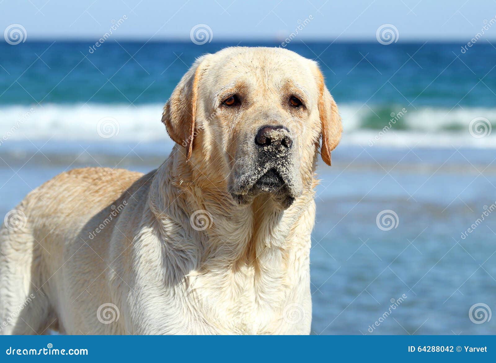 A Cute Yellow Labrador Portrait Stock Photo - Image of labrador, sunny ...