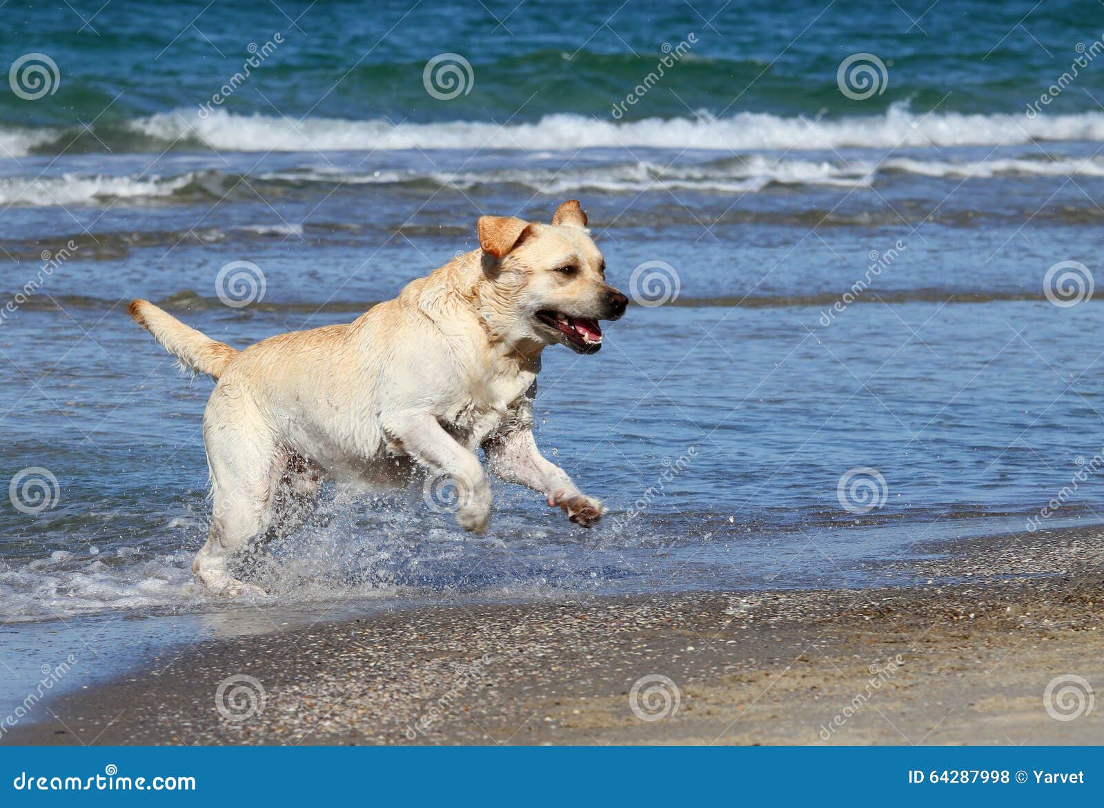 The Cute Yellow Labrador Swimming in the Sea Stock Photo - Image of ...