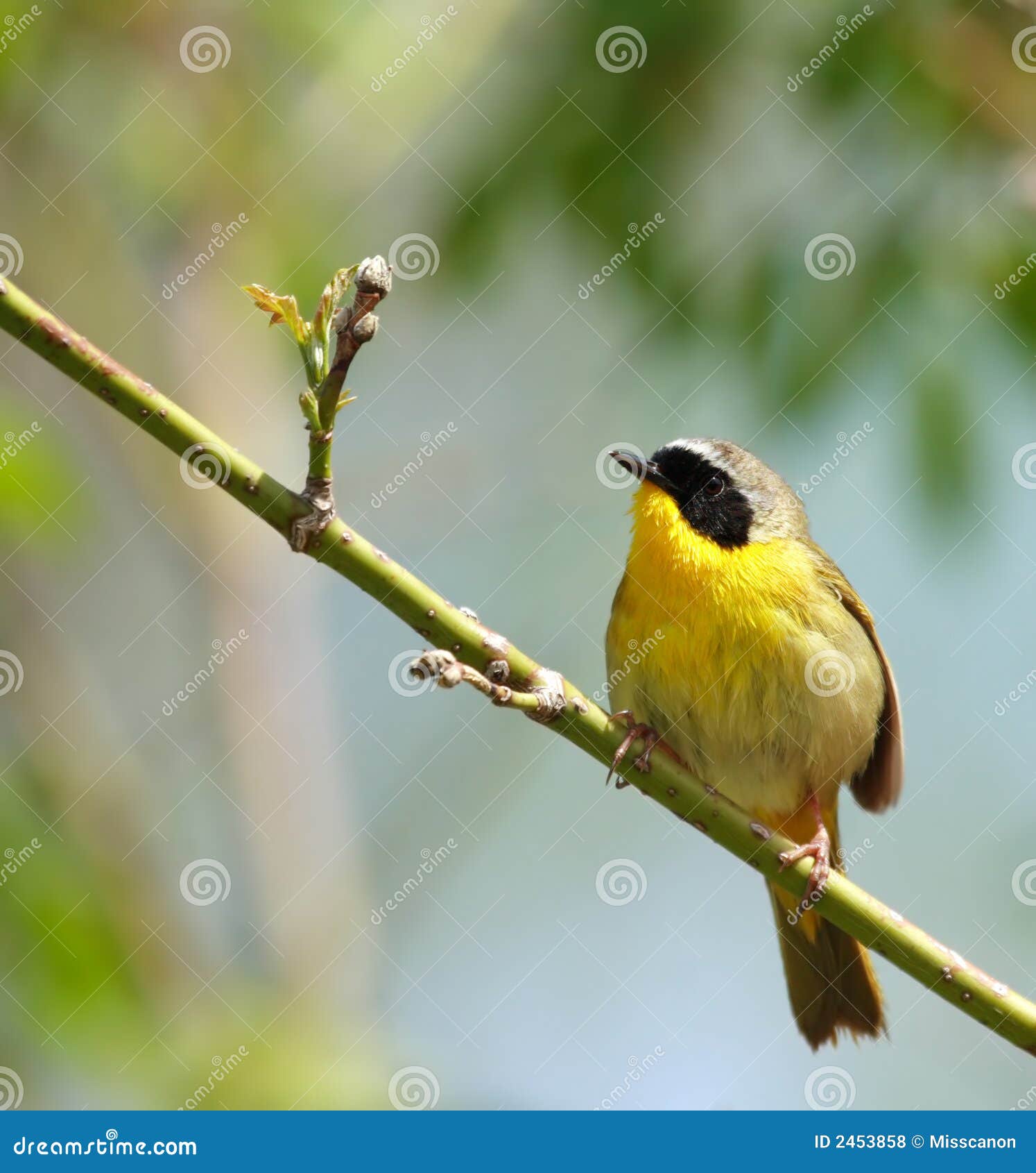 Cute yellow masked bird stock photo. Image of friendly - 2453858