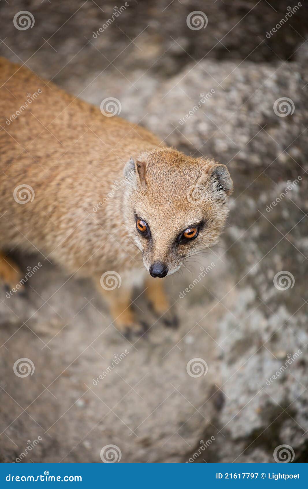 Cute yellow mongoose stock image. Image of insectivore - 21617797