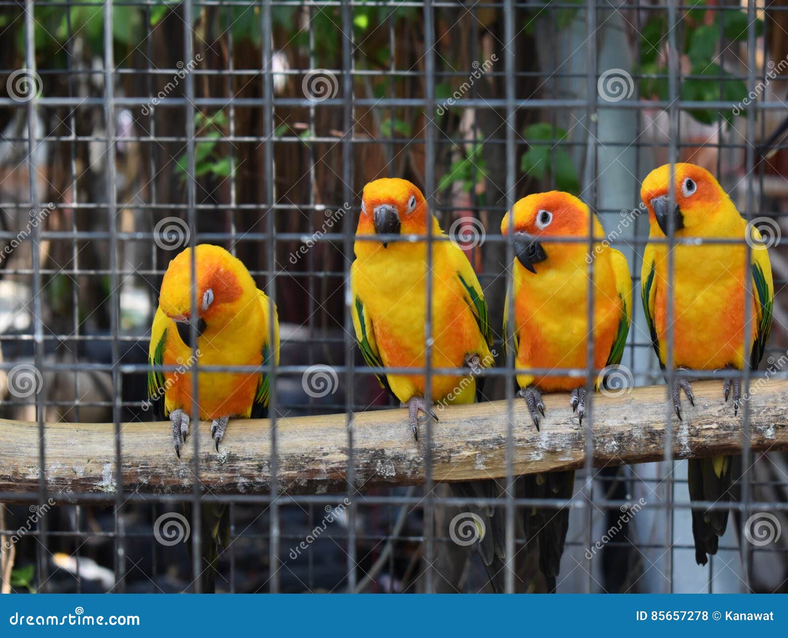 Cute Yellow and Orange Parrot in a Cage at Public Park. Stock Photo ...