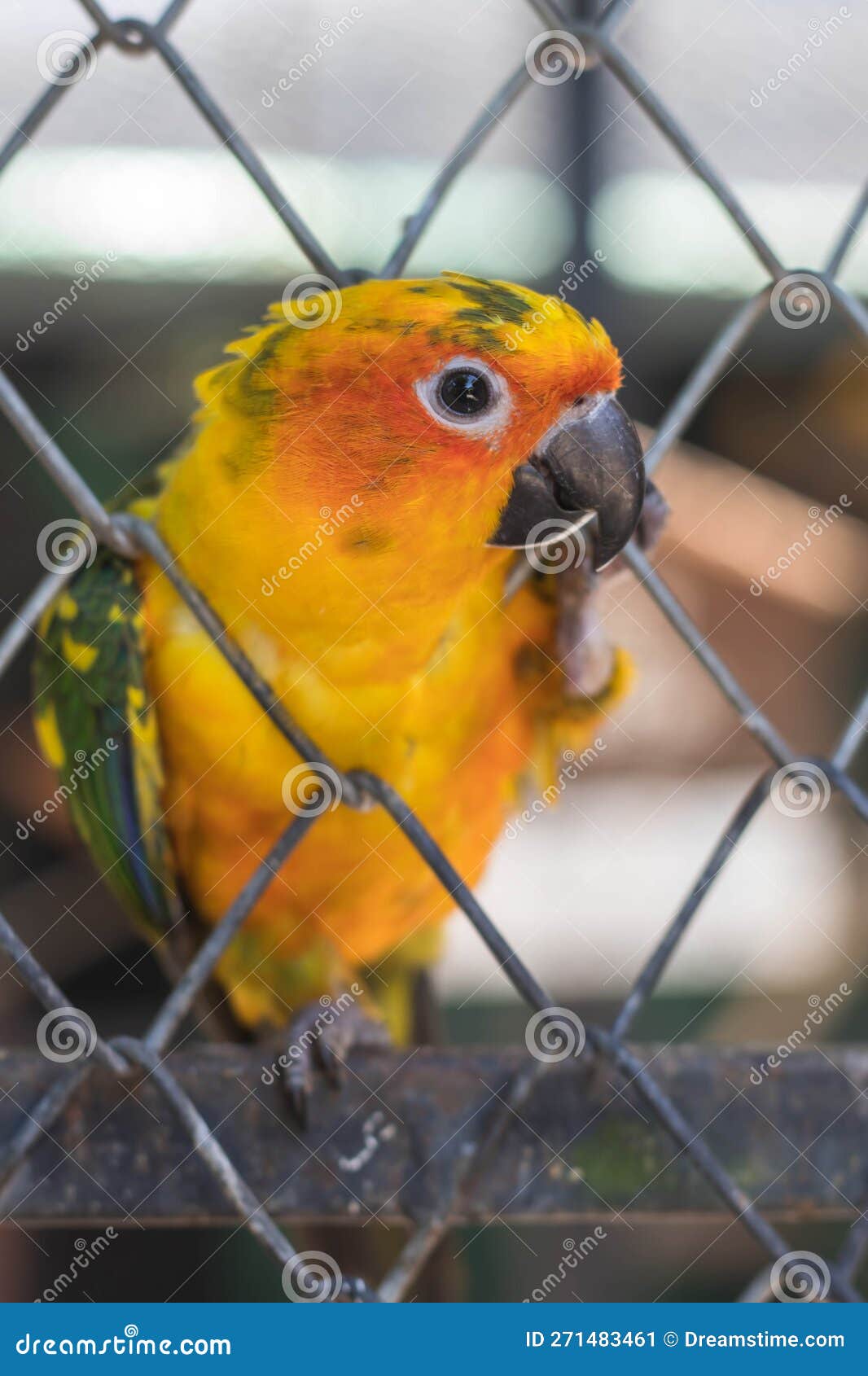 Cute yellow parrot in case stock image. Image of cute - 271483461