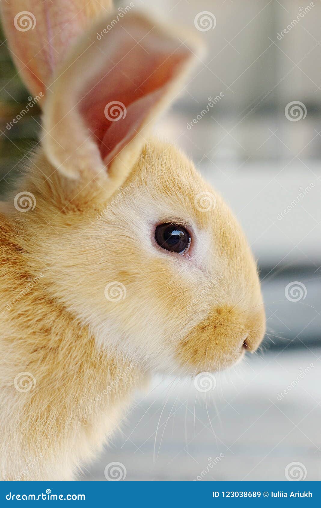 Cute yellow rabbit stock image. Image of eating, baby - 123038689