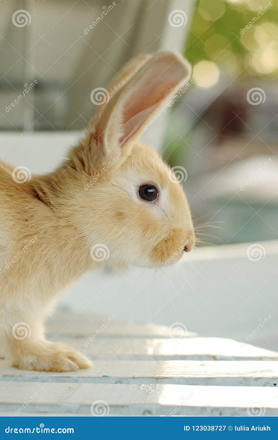Cute yellow rabbit stock image. Image of cute, mammal - 123038727