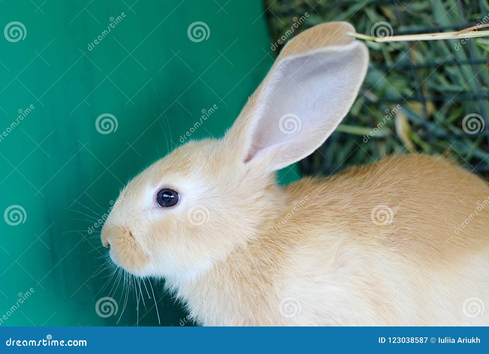 Cute yellow rabbit stock image. Image of furry, cute - 123038587