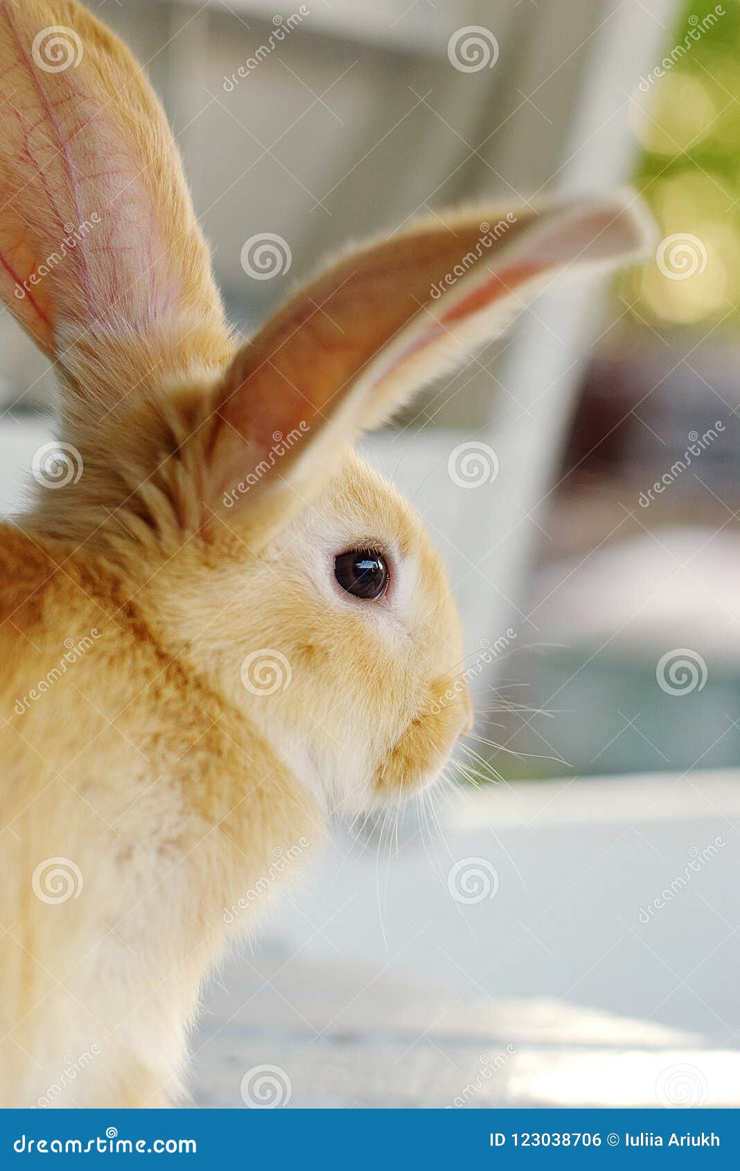 Cute yellow rabbit stock photo. Image of baby, feral - 123038706