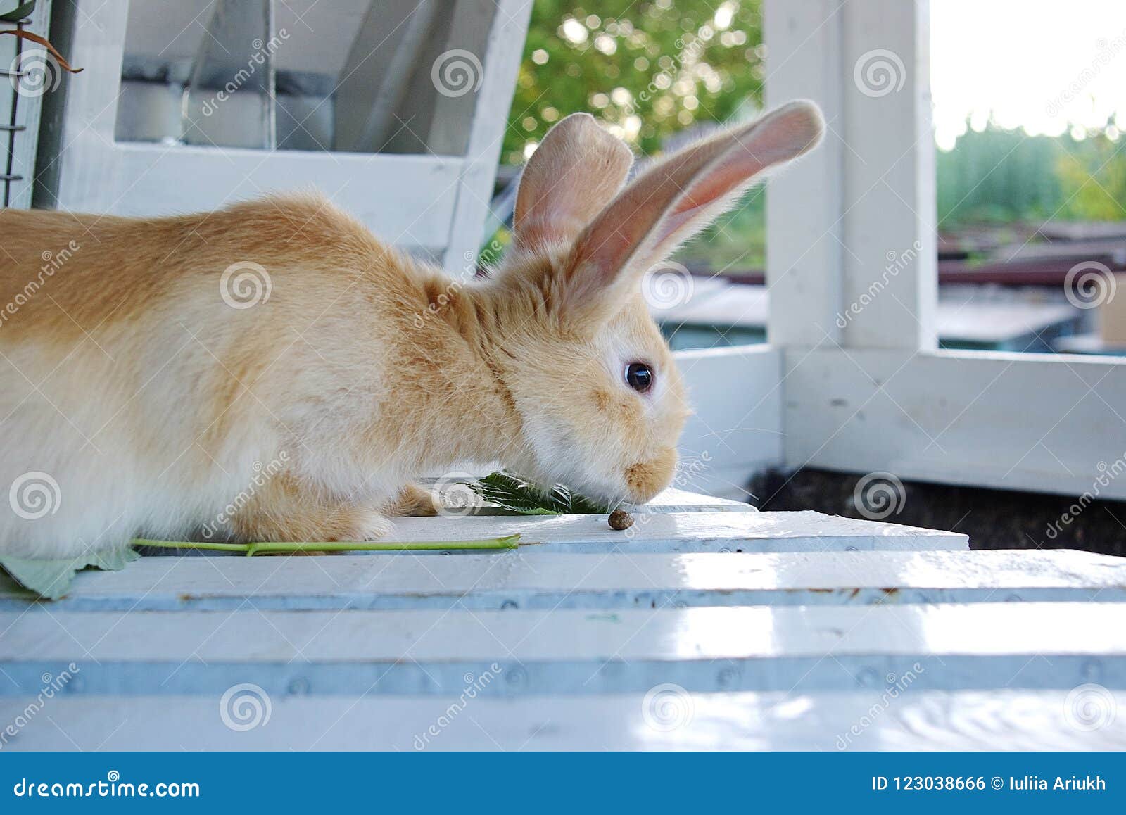 Cute yellow rabbit stock photo. Image of isolated, amazing - 123038666
