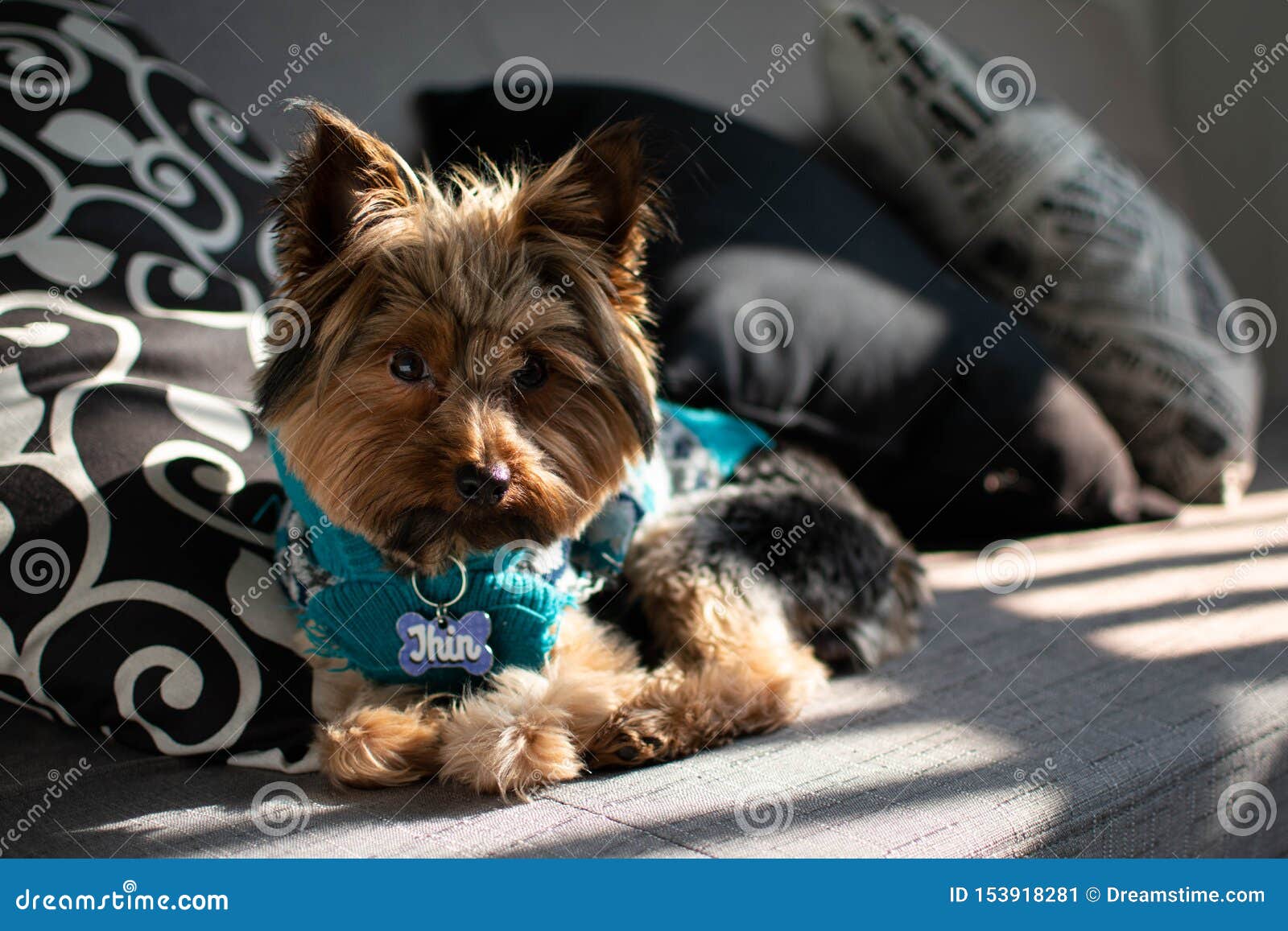 Cute Yorkie Posing on a Couch with Sunlight Stock Image - Image of ...