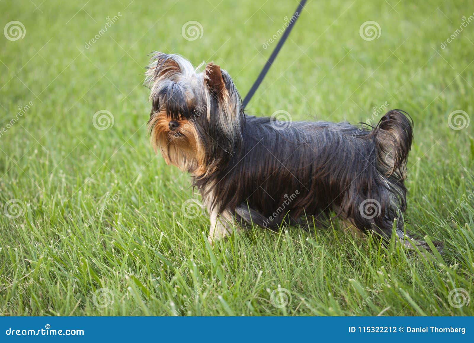 Cute Yorkie Puppy in the Grass Stock Photo - Image of nose, female ...