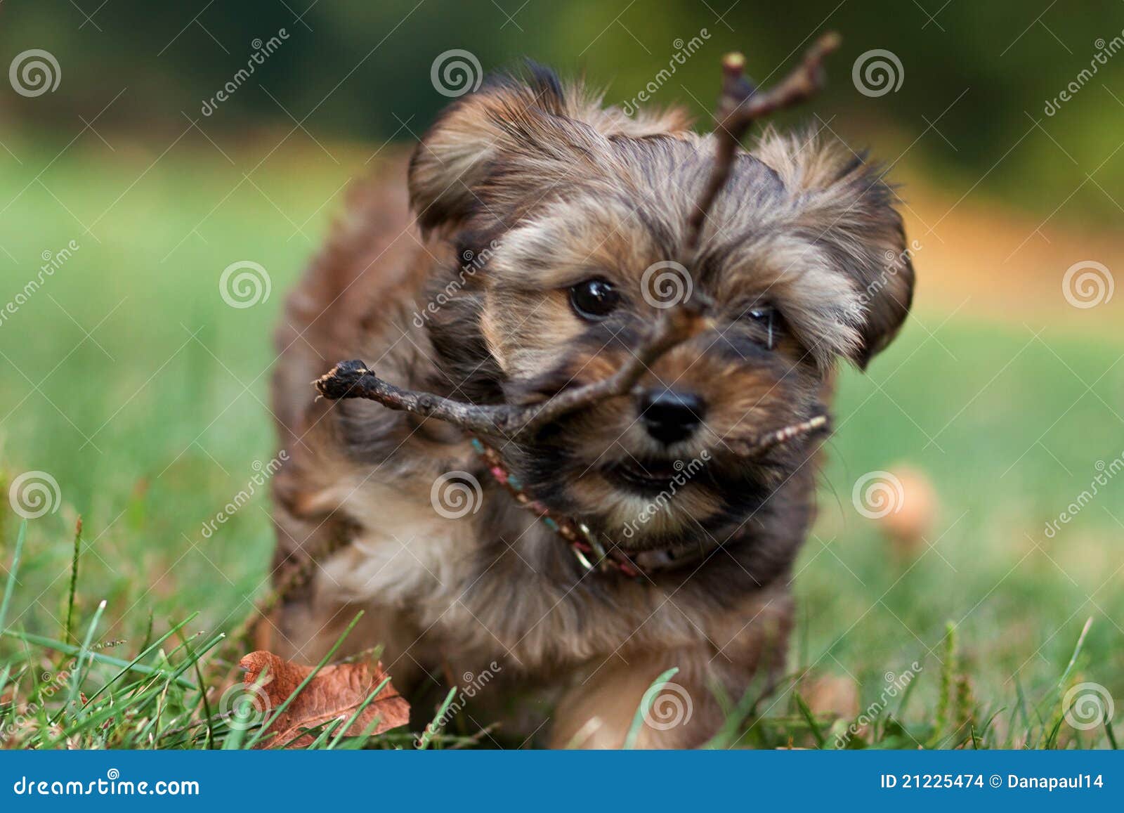 Cachorros Yorkshire Terrier Y Shih Tzu Shih Tzu Lovers Mania
