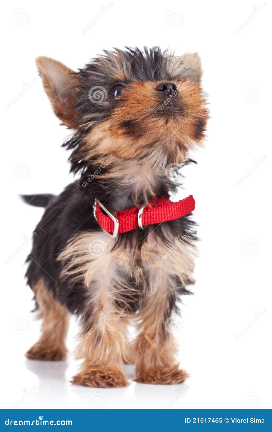 Cute yorkie toy standing stock image. Image of pets, something - 21617465