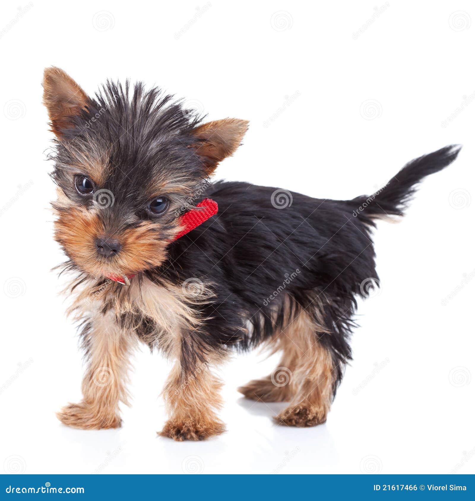 Cute yorkie toy standing stock photo. Image of puppy - 21617466