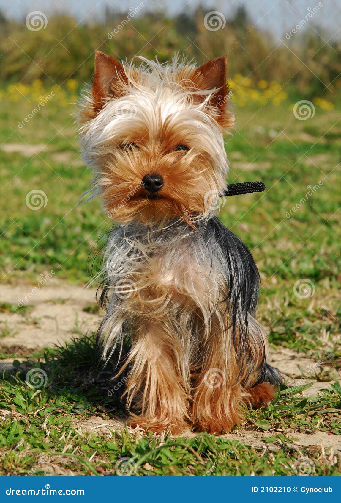 Cute yorkshire stock photo. Image of adorable, white, companion - 2102210