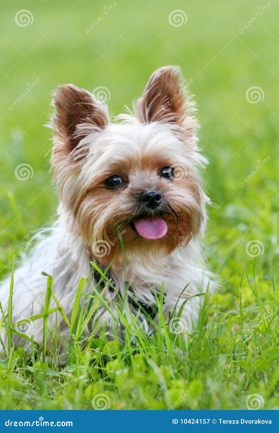 Cute yorkshire terrier stock image. Image of canine, hair - 10424157