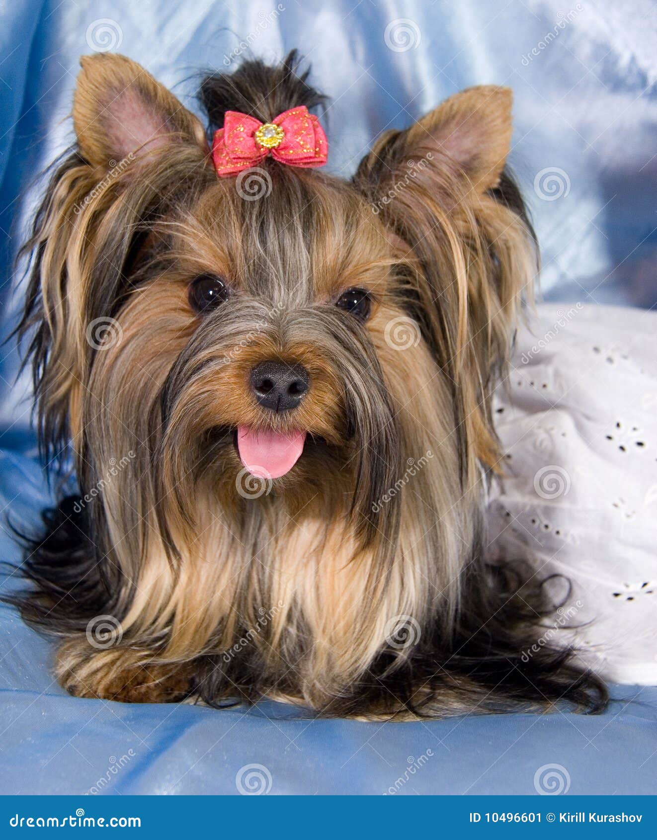 Cute Yorkshire terrier stock image. Image of wear, dress - 10496601