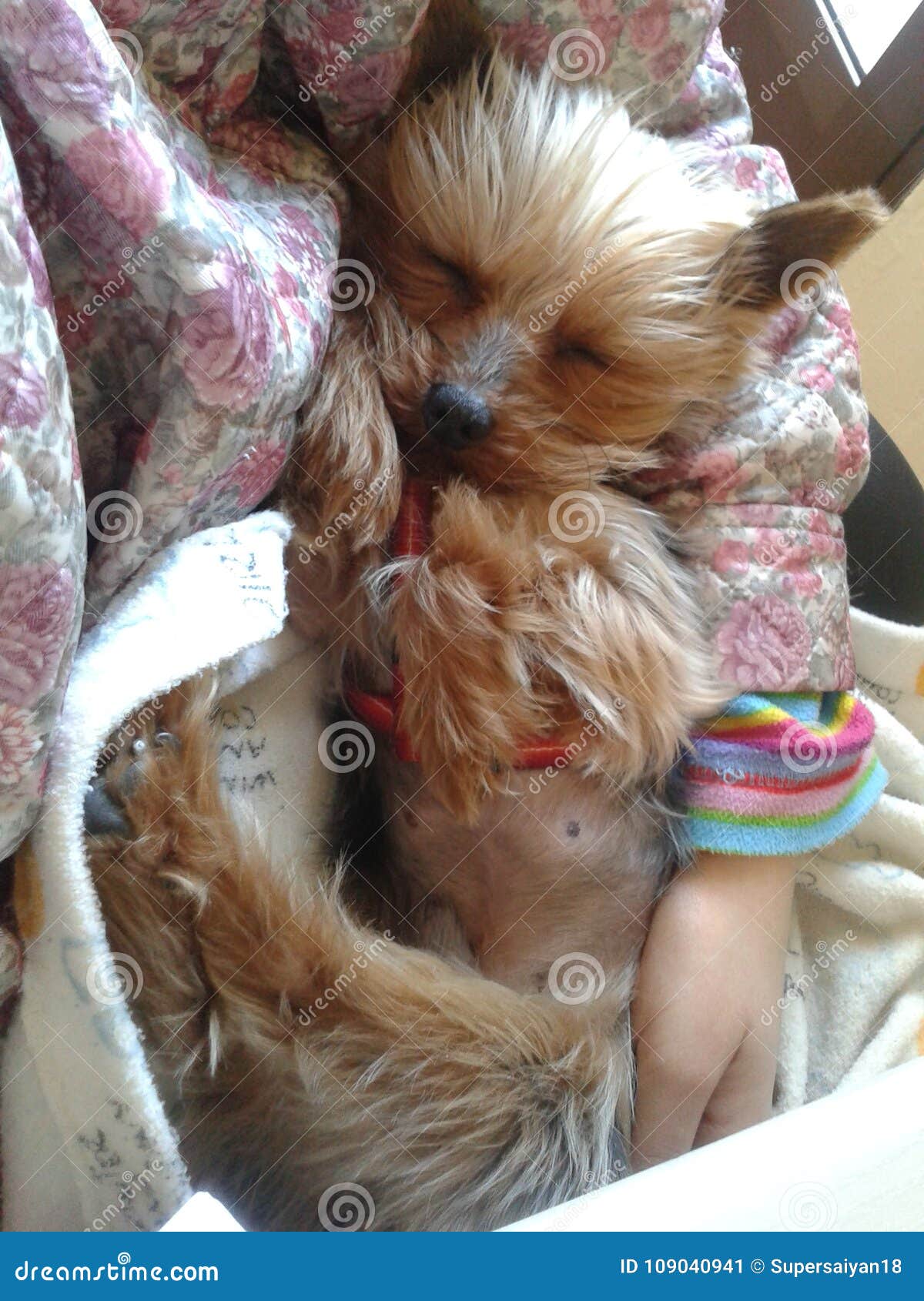 Cute Yorkshire terrier dog stock image. Image of cute - 109040941