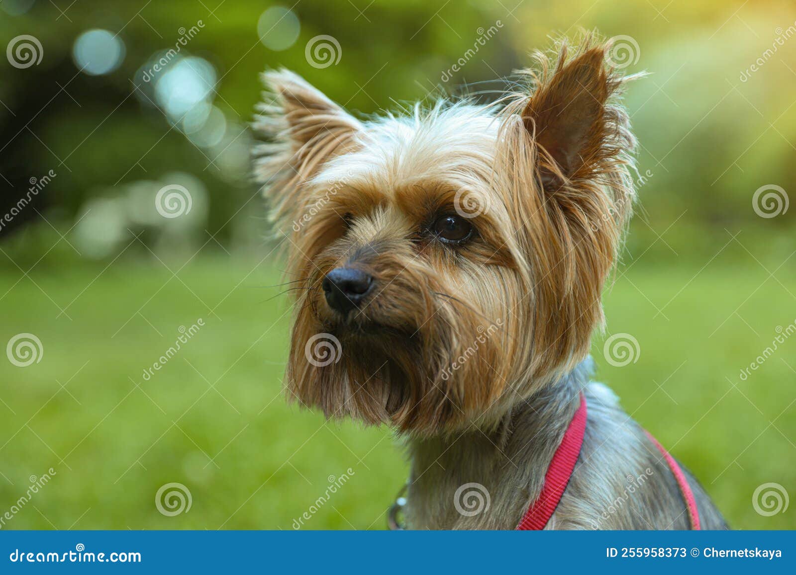 Cute Yorkshire Terrier in Park, Closeup View Stock Image - Image of ...